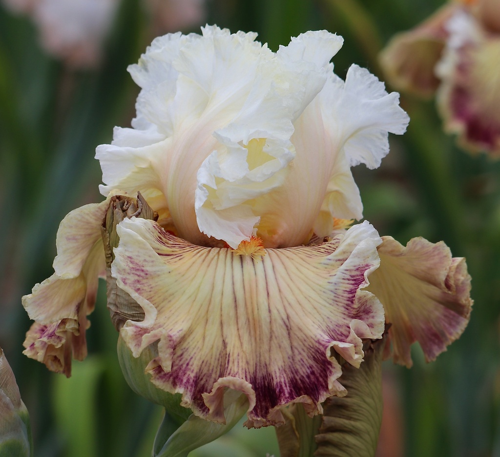 All Lined Up | Mid-America Garden